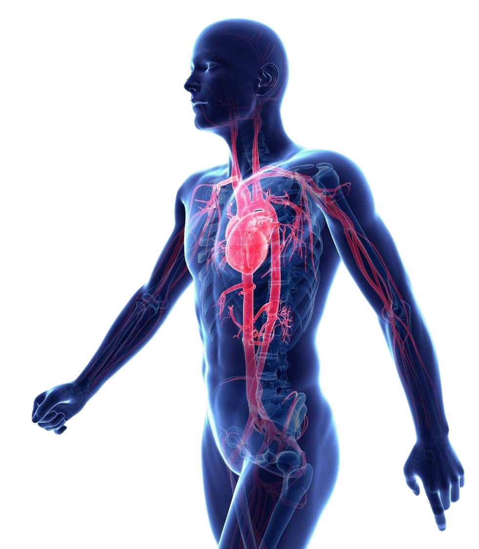 luseed-vascular – luseed-vascular